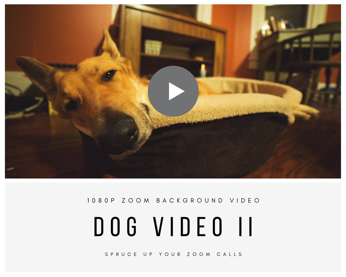 Zoom Dog Video Background II – High-quality Virtual Background for ...