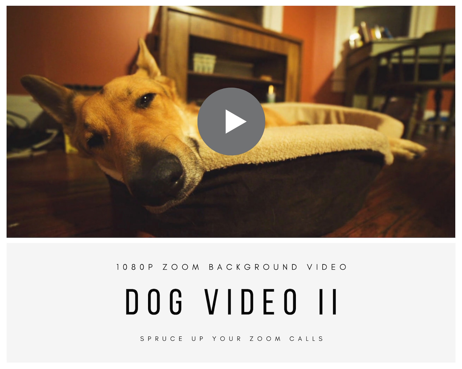 Zoom Dog Video Background II – High-quality Virtual Background for ...