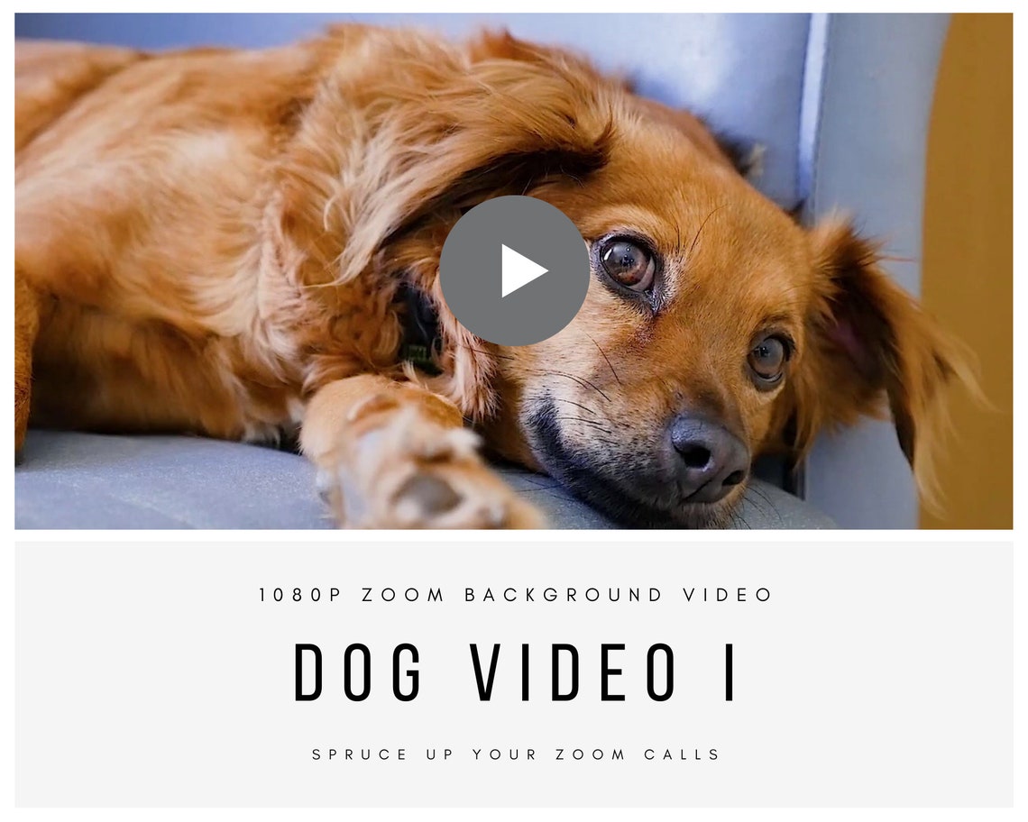 Zoom Dog Video Background I – High-quality Virtual Background for ...