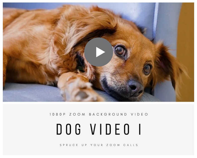 Zoom Dog Video Background I – High-quality Virtual Background for ...