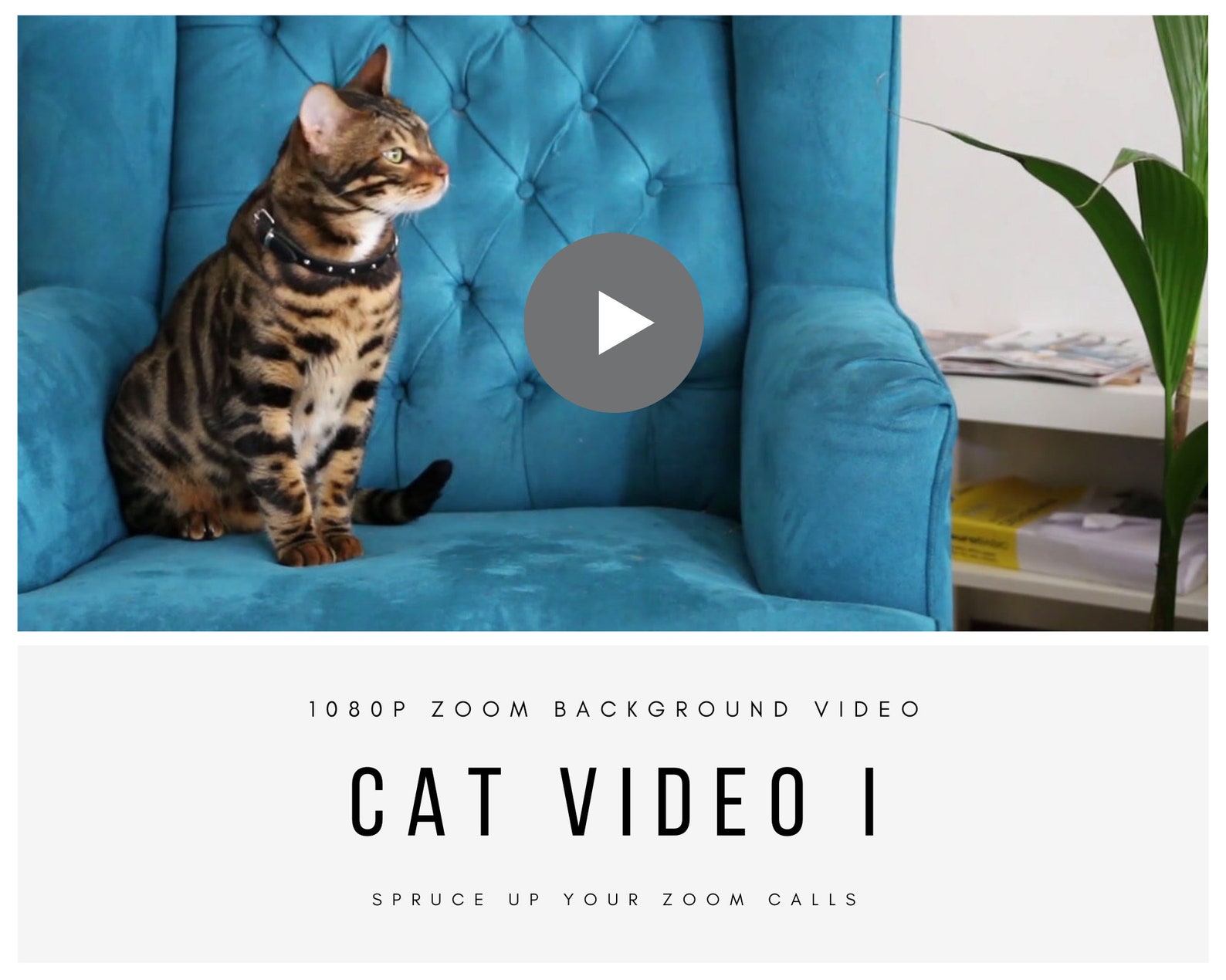 Zoom Cat Video Background I – High-quality Virtual Background for ...