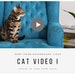 Zoom Cat Video Background I – High-quality Virtual Background for ...