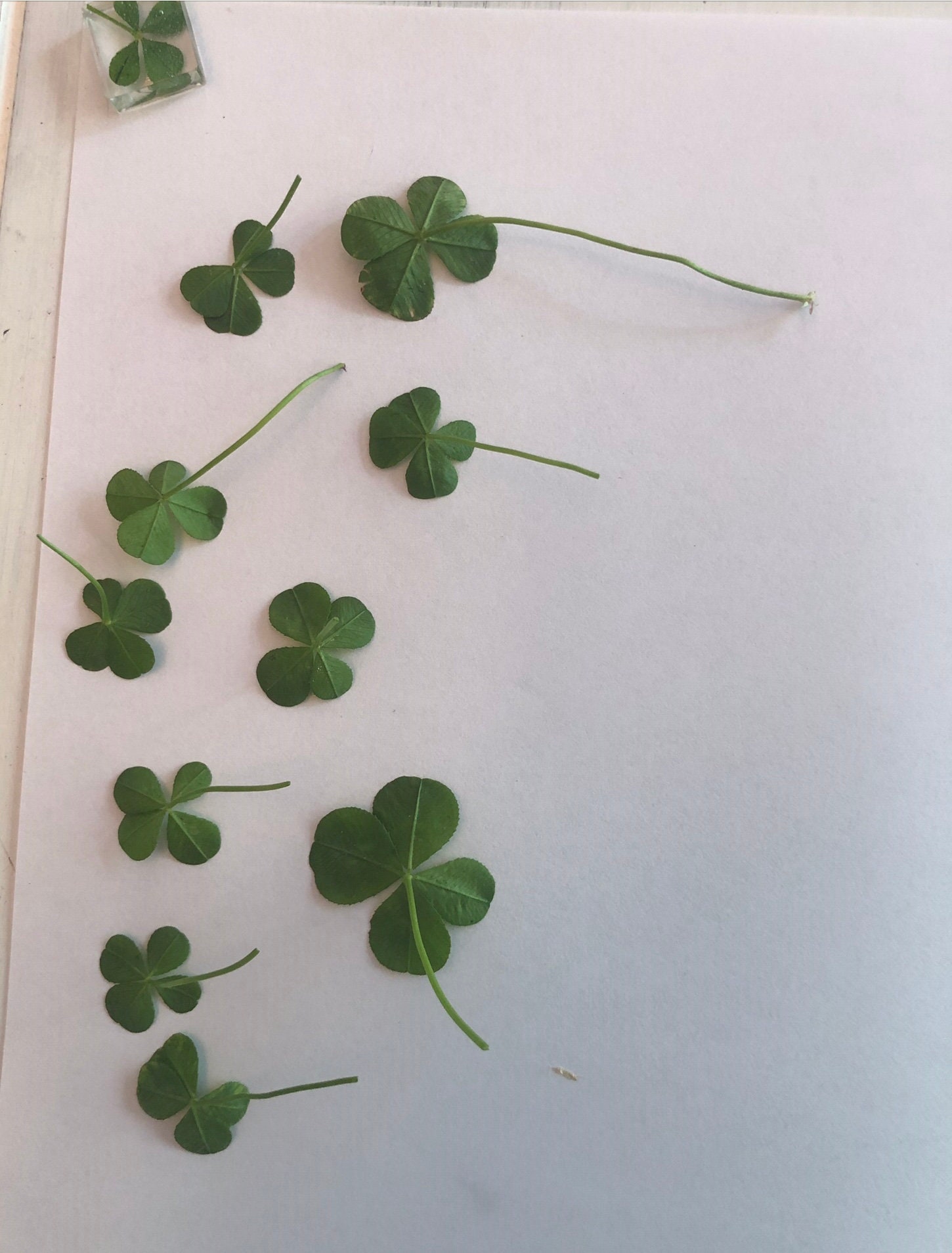 Pressed four leaf clover keychain lucky gift unique gift | Etsy