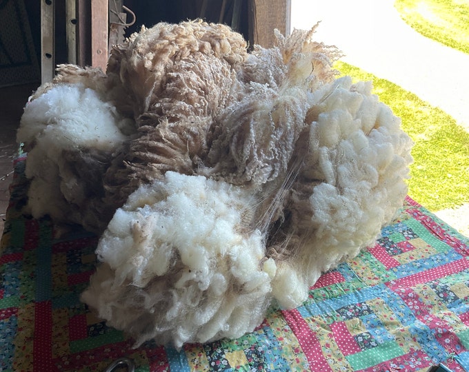 Raw Sheep Fleece One Pound From Rosie whole Fleece is 5 Pounds - Etsy