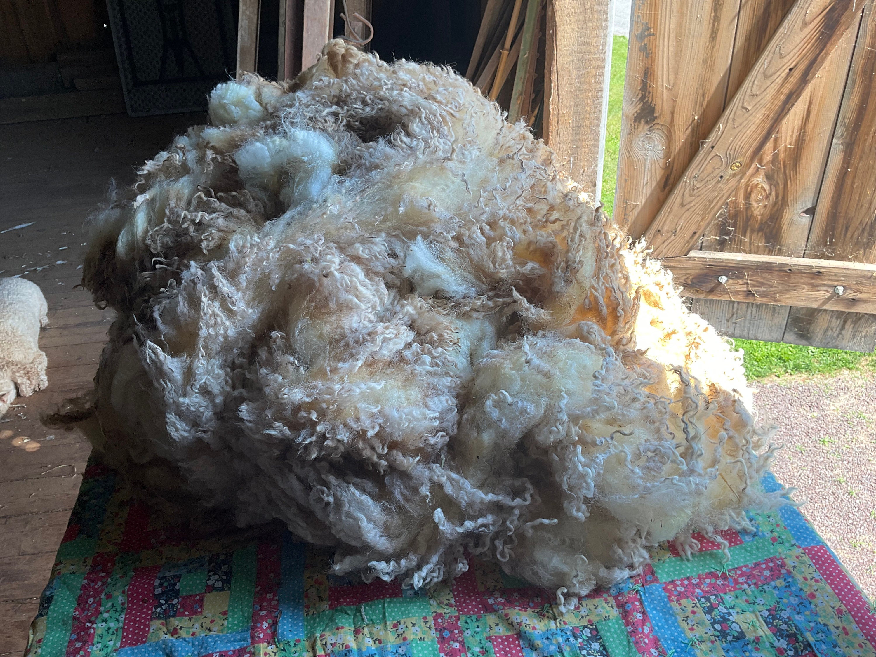 Raw Sheep Fleece One Pound From Fives whole Fleece is 7.5 Lbs Very ...