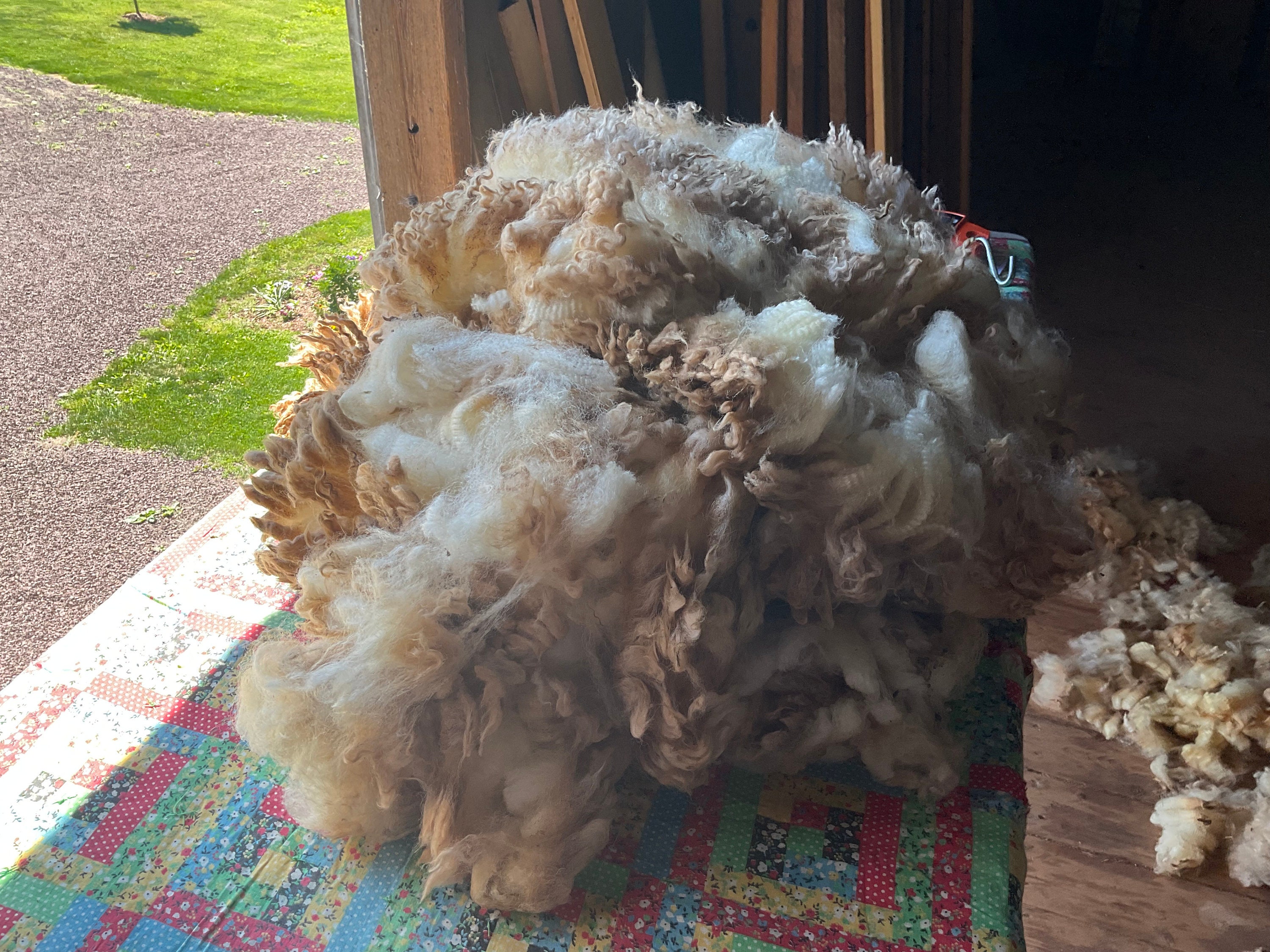 Raw Sheep Fleece One Pound From Fives whole Fleece is 7.5 Lbs Very ...