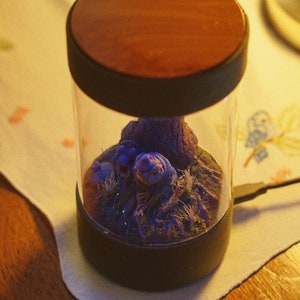 Diorama Lamp: Toad and Fireflies - Etsy