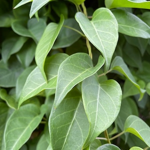 Live Plant/fresh Cut Lá Giang, River Leaf Vine, Aganonerion Polymorphum ...