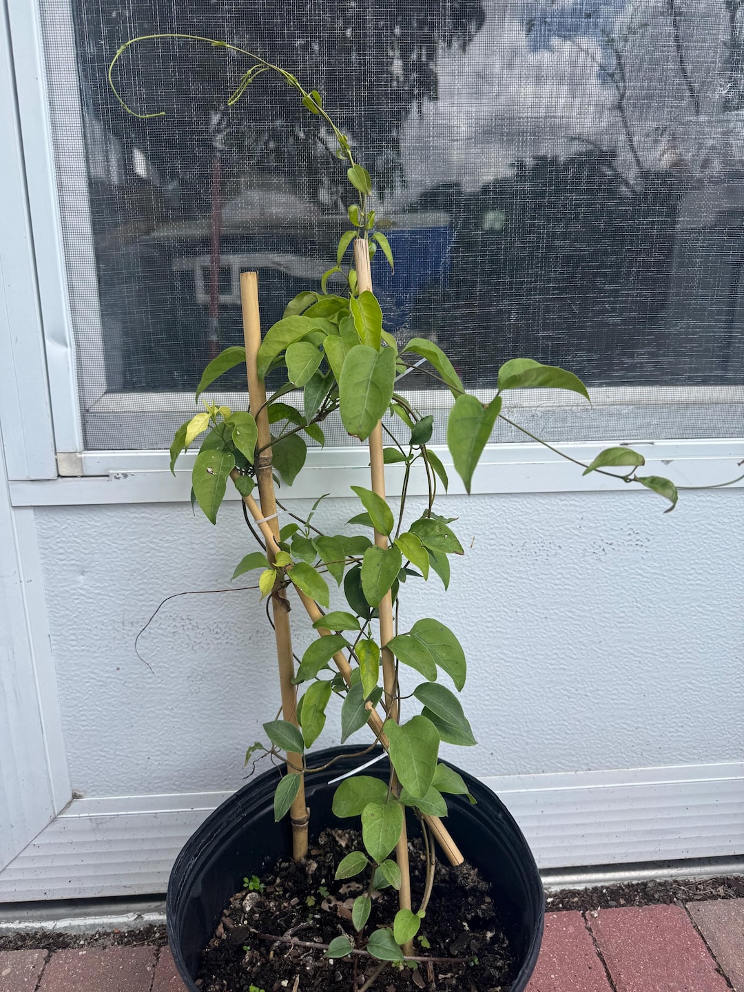 Live Plant/fresh Cut Lá Giang, River Leaf Vine, Aganonerion Polymorphum ...