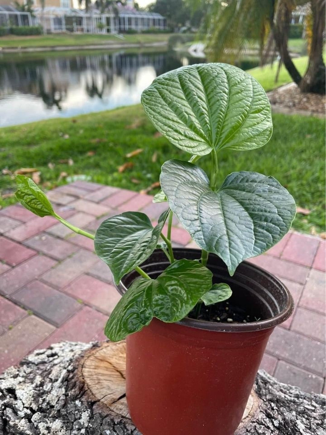 Betel Leaf Lá Lốt Piper Lolot Leaf - Etsy