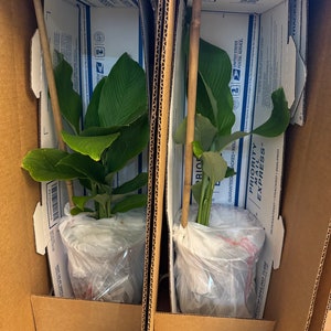 Củ Lùn - Guinea Arrowroot, Sweet Corn Root, Topi Tambo Plant, Leren ...