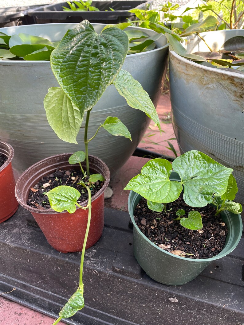 Betel Leaf Lá Lốt Piper Lolot Leaf - Etsy