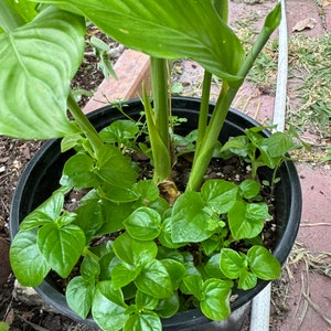 Củ Lùn - Guinea Arrowroot, Sweet Corn Root, Topi Tambo Plant, Leren ...