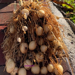 Củ Lùn - Guinea Arrowroot, Sweet Corn Root, Topi Tambo Plant, Leren ...