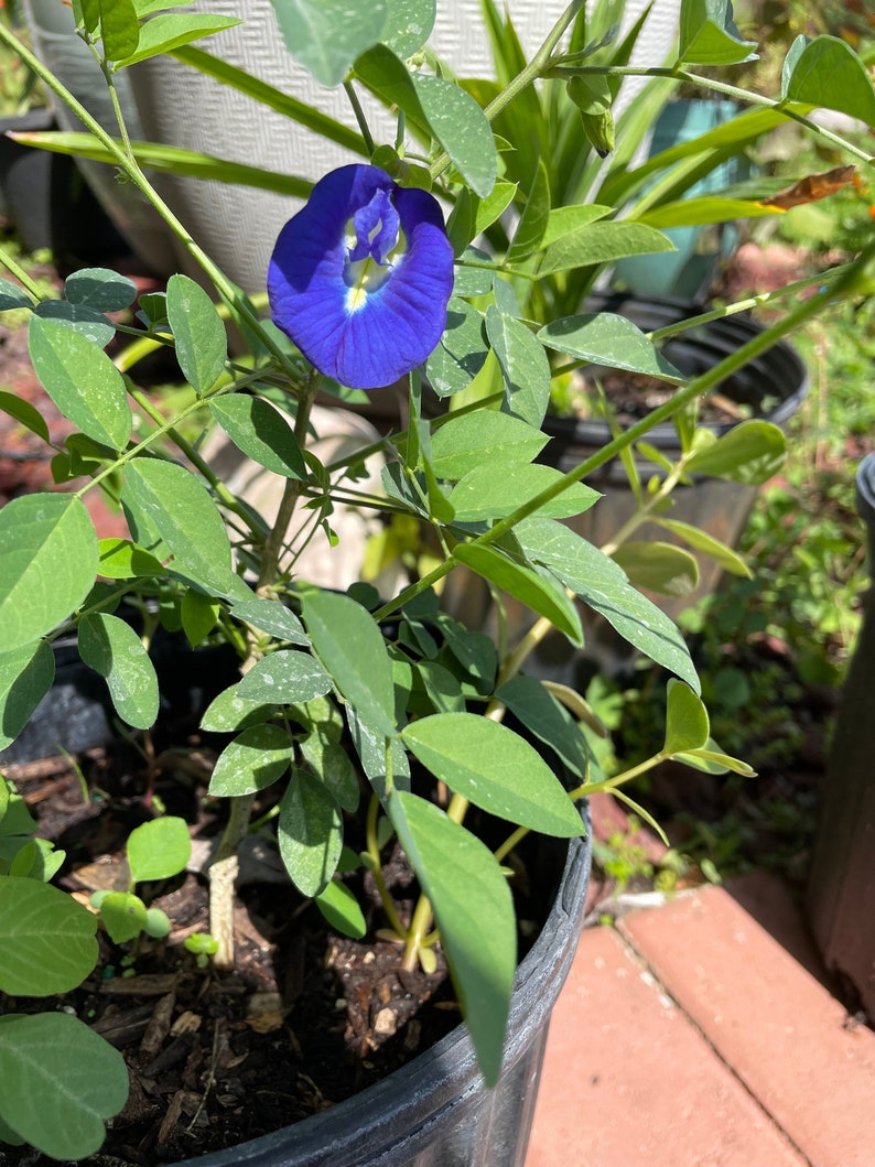 Blue Butterfly Pea Vine Plant (cây Đậu Biếc) - Etsy