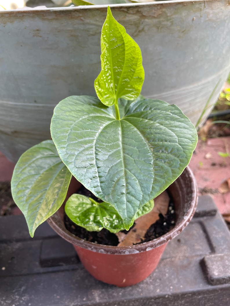 Betel Leaf Lá Lốt Piper Lolot Leaf - Etsy