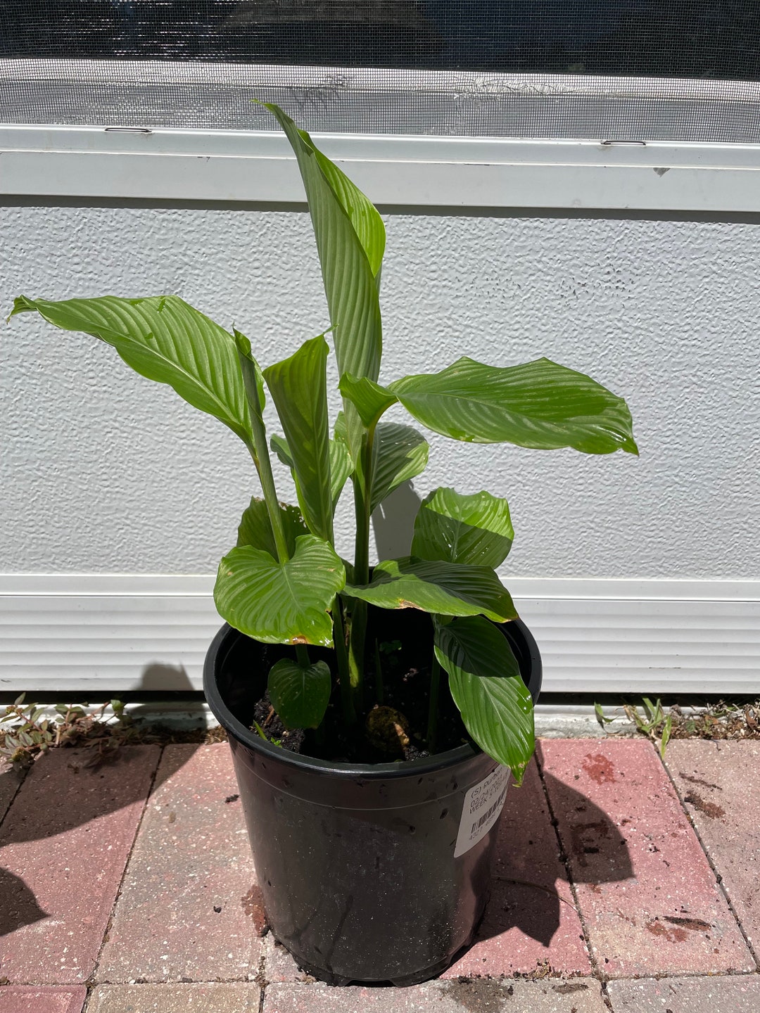 Củ Lùn - Guinea Arrowroot, Sweet Corn Root, Topi Tambo Plant, Leren ...