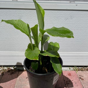 Củ Lùn - Guinea Arrowroot, Sweet Corn Root, Topi Tambo Plant, Leren ...