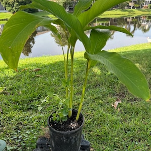 Củ Lùn - Guinea Arrowroot, Sweet Corn Root, Topi Tambo Plant, Leren ...