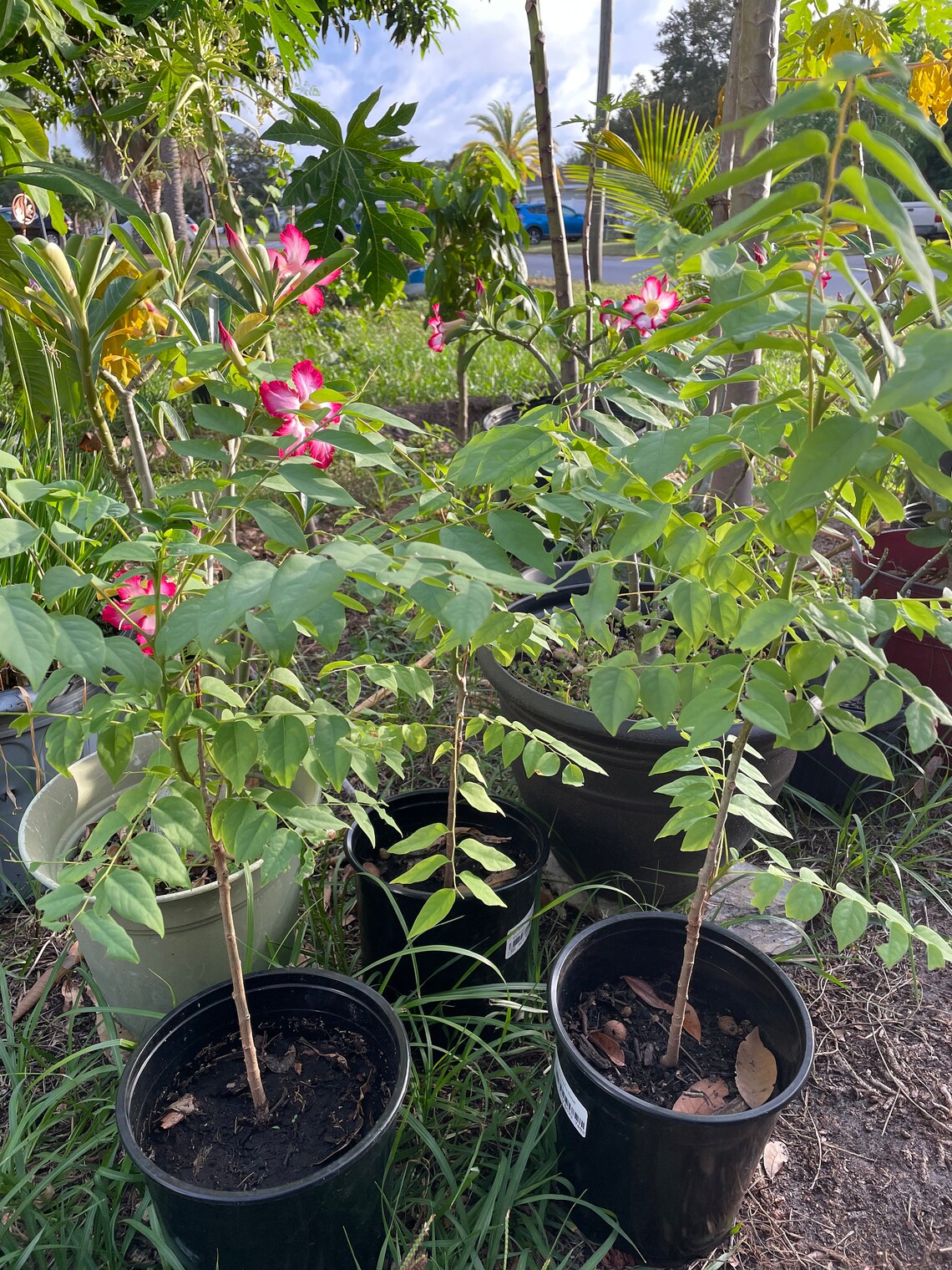 Gooseberries (sour Star Gooseberry, Otaheite Gooseberry, Phyllanthus ...
