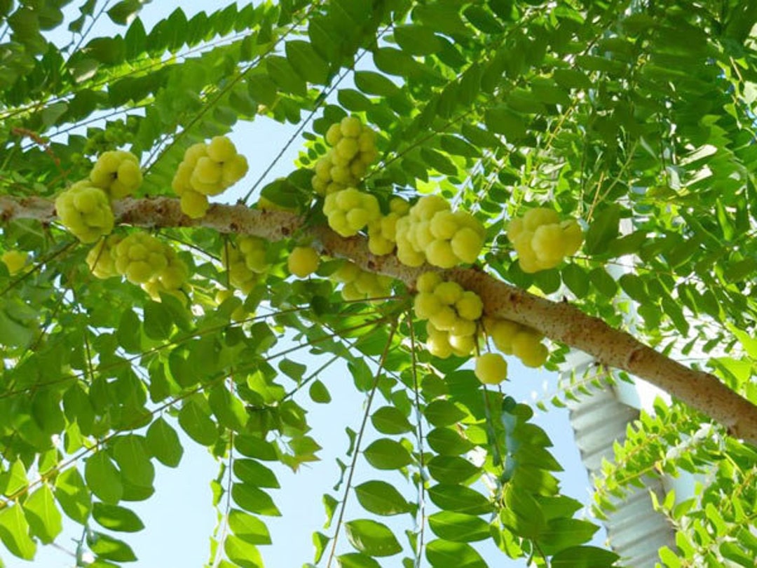 Gooseberries sour Star Gooseberry, Otaheite Gooseberry, Phyllanthus ...