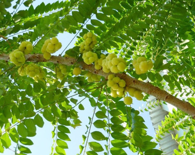 Gooseberries sour Star Gooseberry, Otaheite Gooseberry, Phyllanthus ...