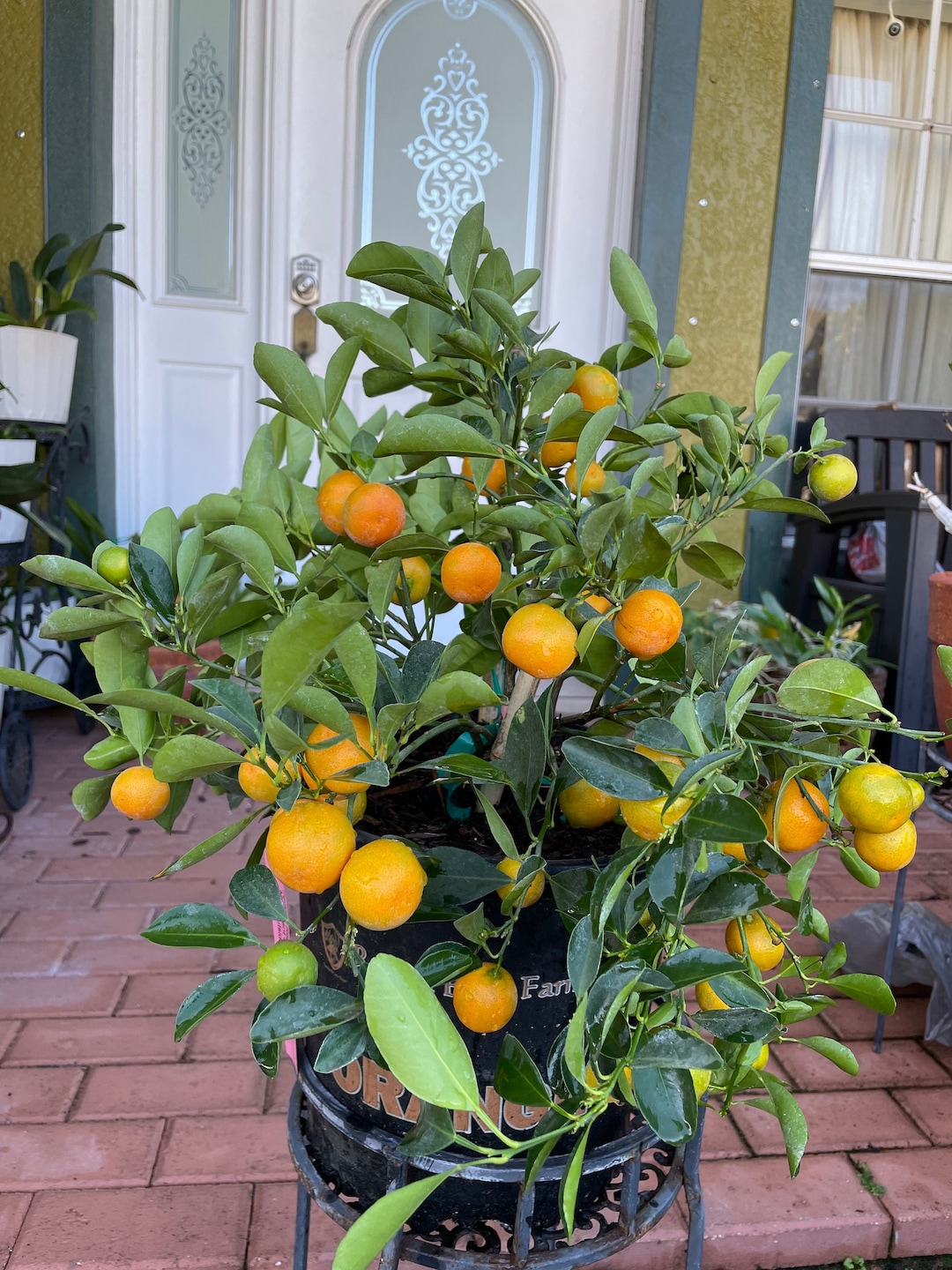 Calamondin, Calamansi Live Plant (cây Tắc) - Fruits Loaded! - Etsy