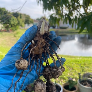 Củ Lùn - Guinea Arrowroot, Sweet Corn Root, Topi Tambo Plant, Leren ...
