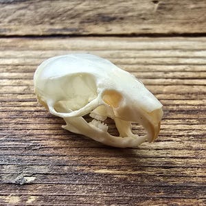 mouse skull size