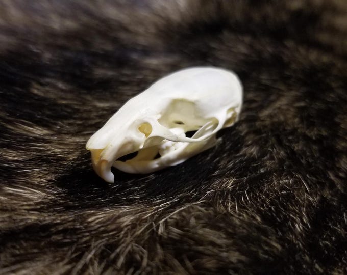 Mouse Skull Real Tiny Mouse Skulls Cleaned Whitened Reassembled ...
