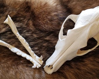 Real Coyote Skull - Etsy