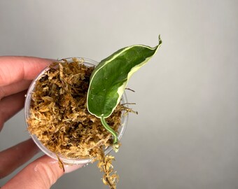 Hoya Kenejiana Albomarginata - Etsy