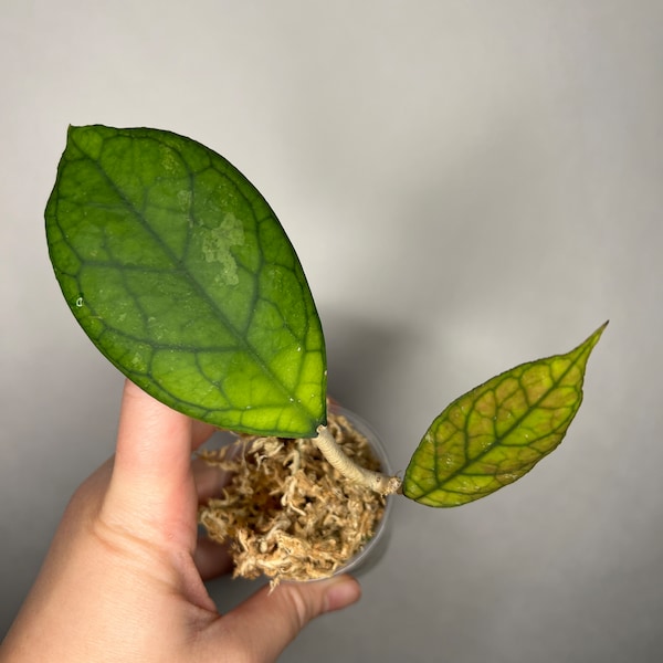 Hoya Plants Irina - Etsy