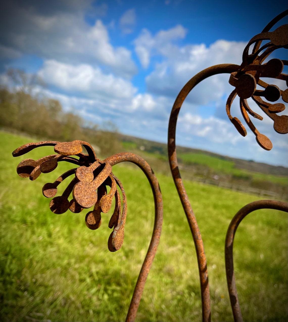 Exterior Rustic Rusty Metal Allium Parsley Cow Parsley Flower Flowers ...