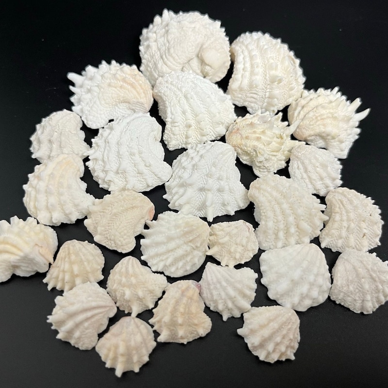 ShellShackCrafts - Etsy