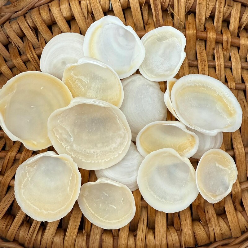 ShellShackCrafts - Etsy