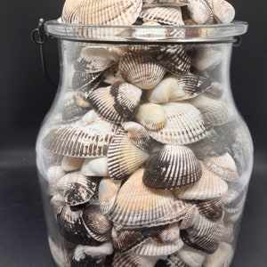 Black and White Ark Shells - Ponderous Ark - Crafting Shells - Etsy