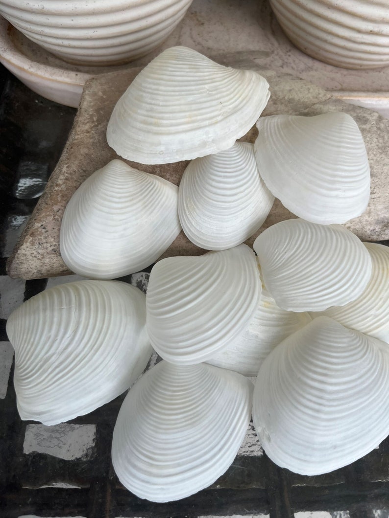 White Duck Clam and Tellin Shells - Etsy