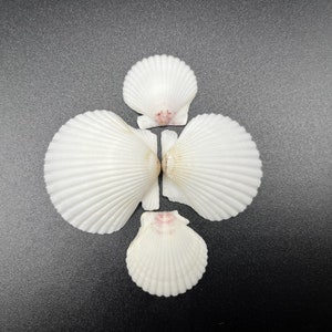Scallop Shells - White With Specs - 10 or 20 Count / White Scallop ...