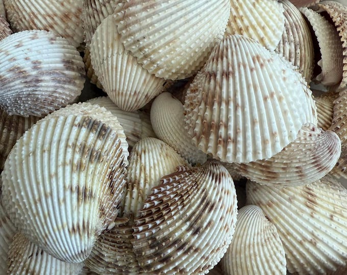 100+ Bulk Prickly Cockle Shells: Florida Gulf Coast Craft Supply - Etsy