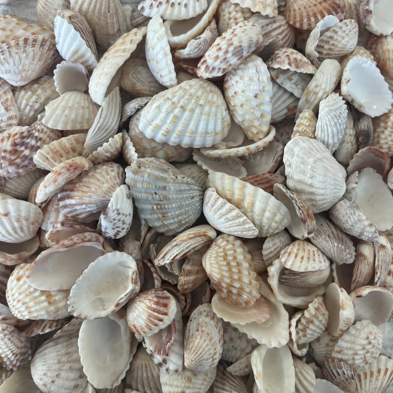 ShellShackCrafts - Etsy