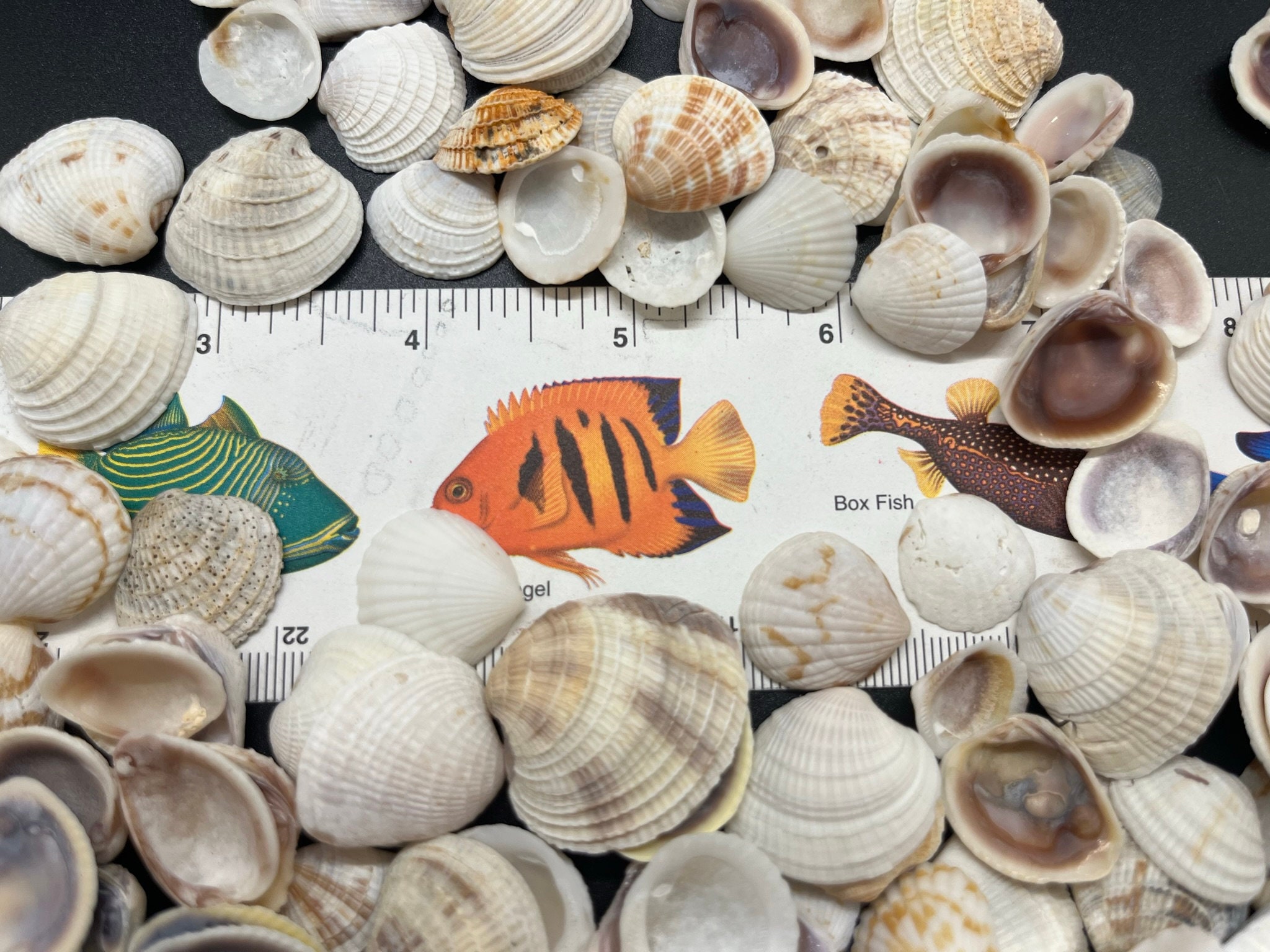 Small Clam Shell Mix: Crafting Shells From Florida Gulf Beaches - Etsy