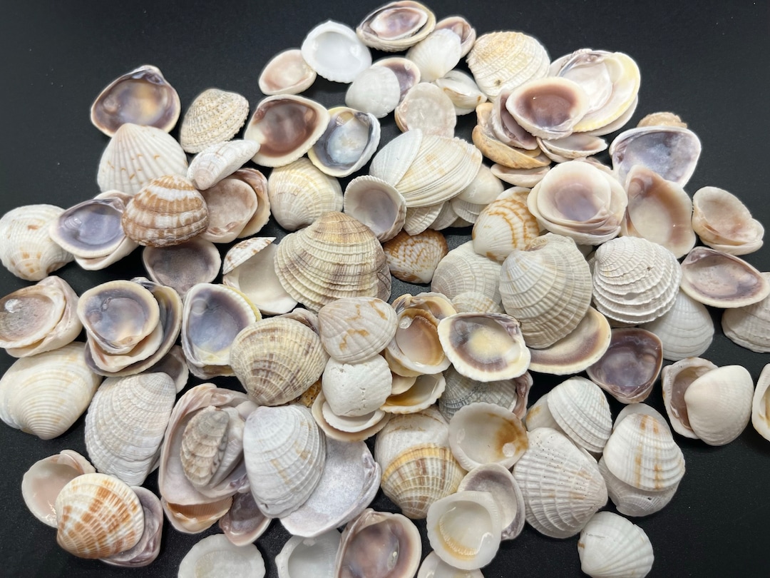 Bulk Small Clam Shells: Crafting & Shell Collection (200-400 Count - Etsy