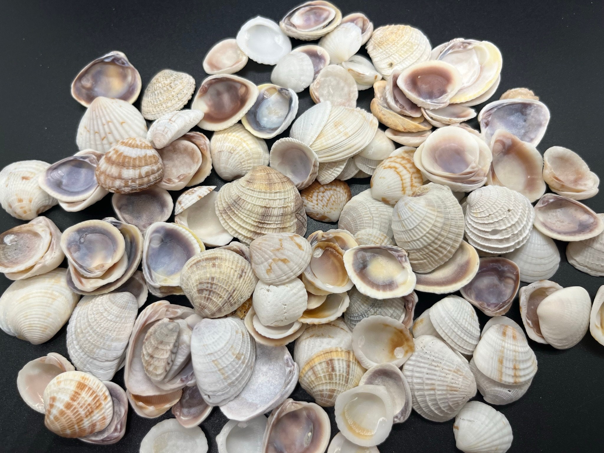 Small Clam Shell Mix: Crafting Shells From Florida Gulf Beaches - Etsy