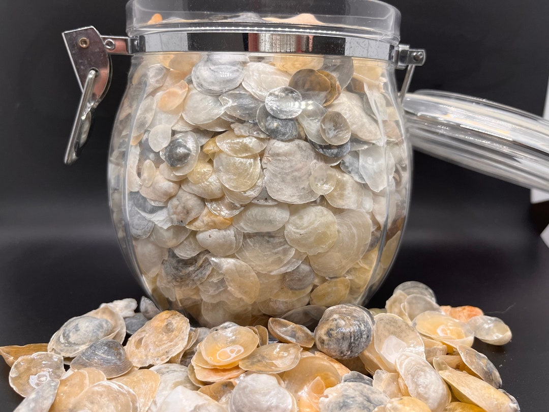 Jingle Shells / 50 - 100+ Jingle Shells per Pack / Multi Color Options ...