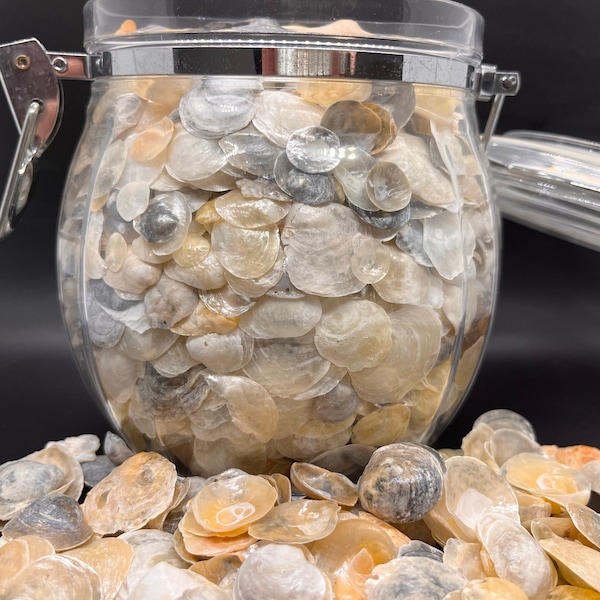 Jingle Shells - Etsy