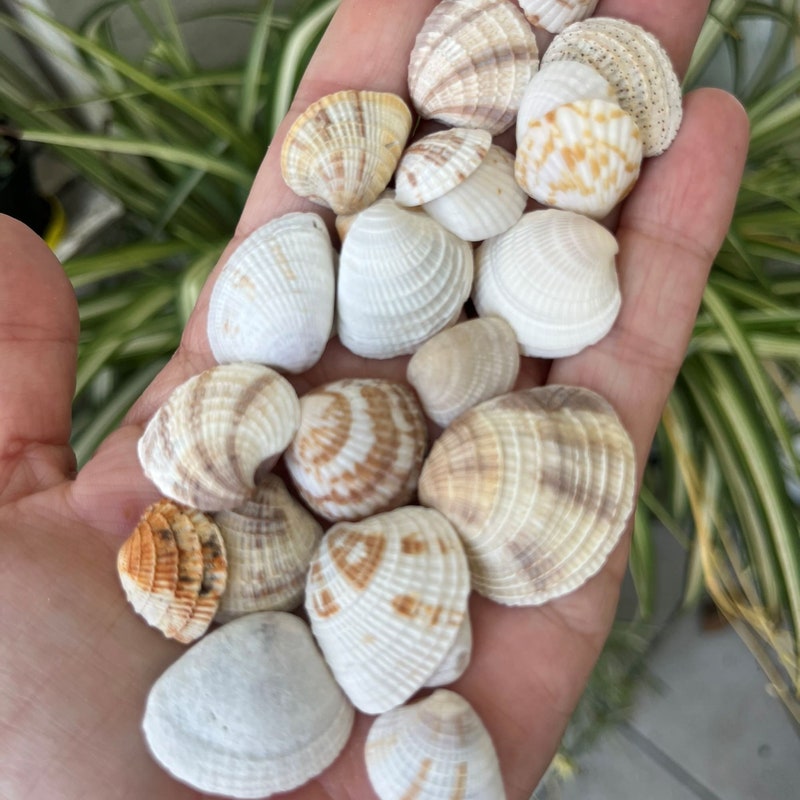 ShellShackCrafts - Etsy