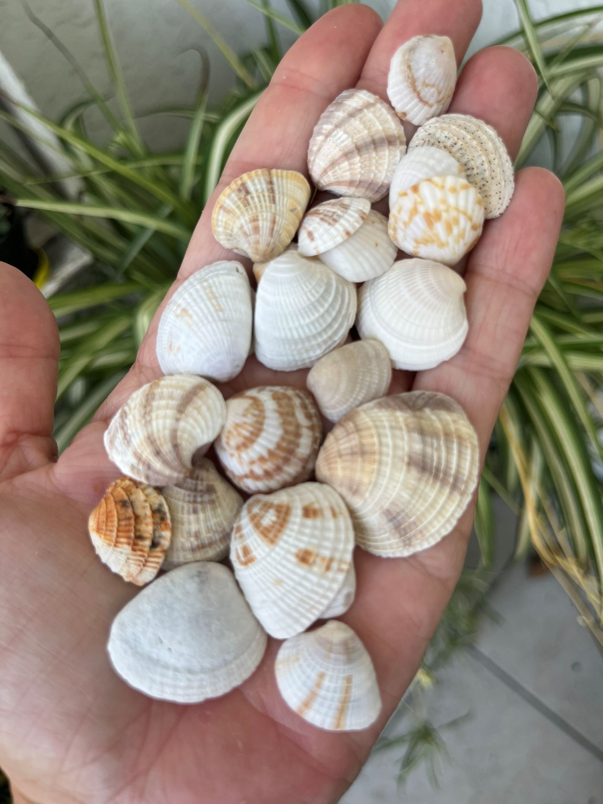 Small Clam Shell Mix: Crafting Shells From Florida Gulf Beaches - Etsy