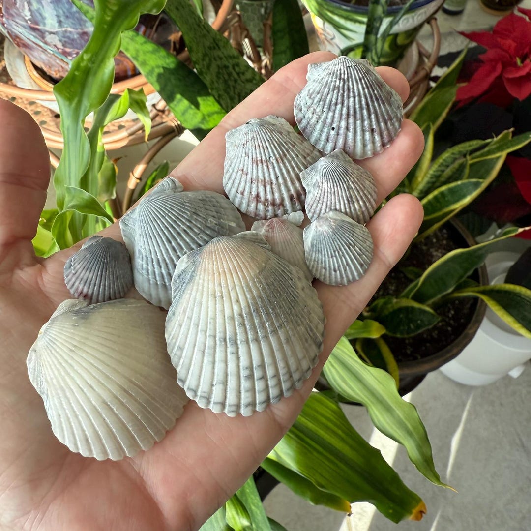 35 Gray Scallop Shells - Crafting Shells - Etsy