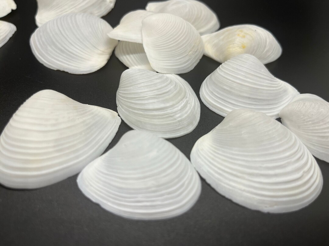 White Duck Clam and Tellin Shells 12 Count - Etsy